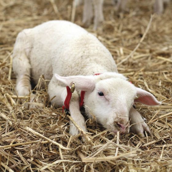 Gambrel Sheep & Goat Safe Restrainer | Chelford Farm Supplies