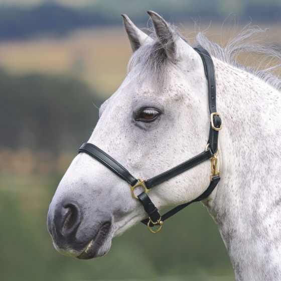 Shires Gara Ragley Lined Leather Headcollar Black