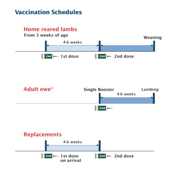 Heptavac P Plus Lamb & Sheep Vaccination | Buy Online