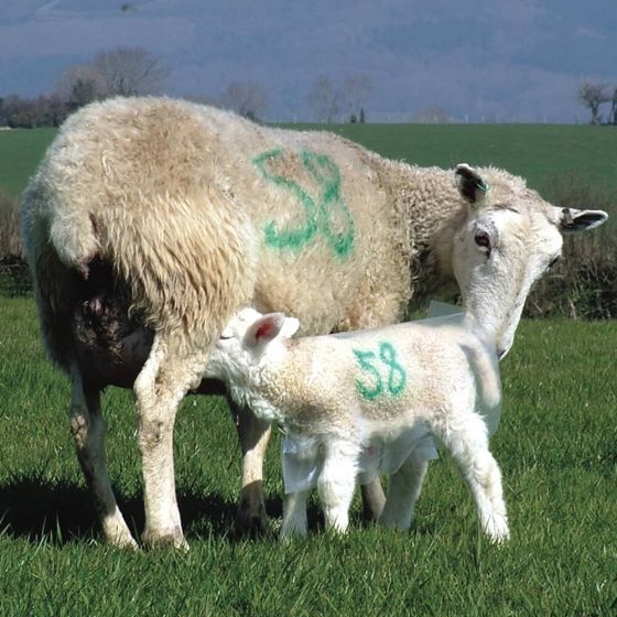 Shearwell Lamb Macs 100pk | Chelford Farm Supplies