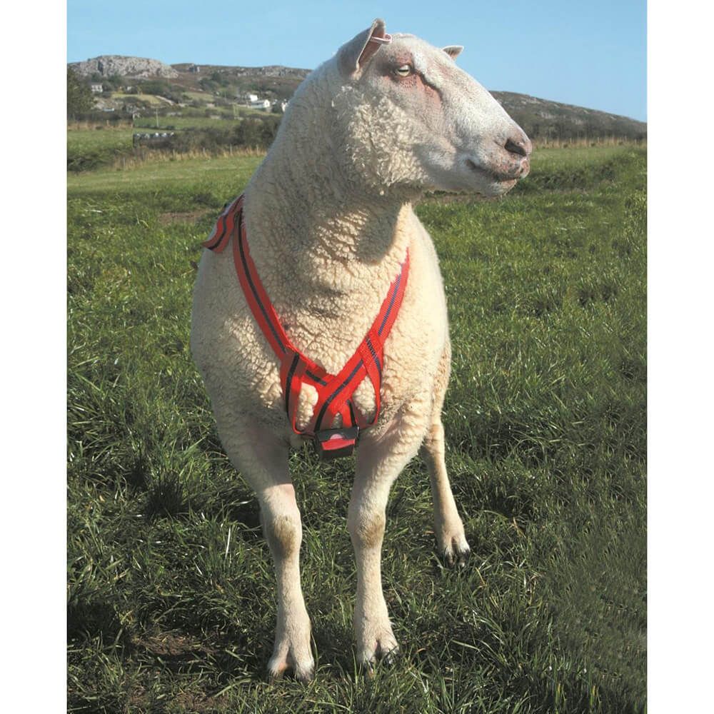 Agrihealth Matingmark Ram Harness | Chelford Farm Supplies