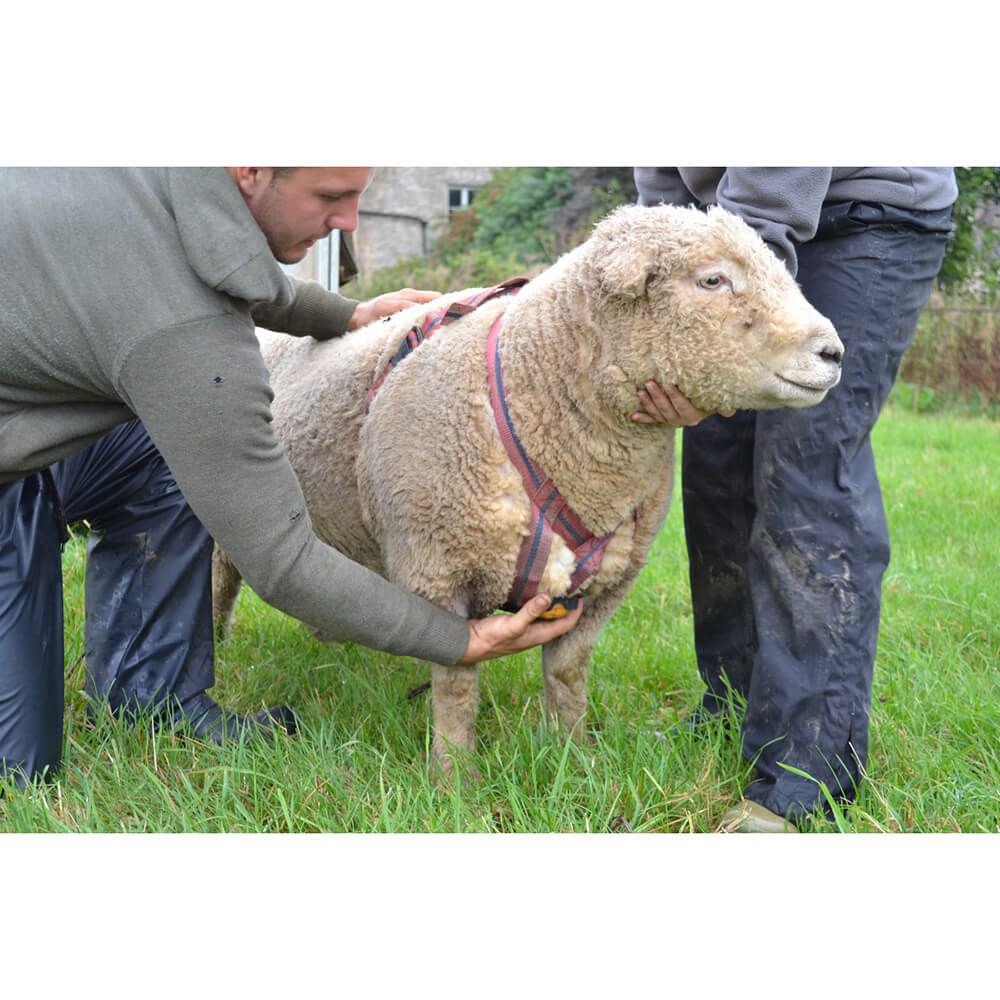 Agrihealth Matingmark Ram Harness | Chelford Farm Supplies