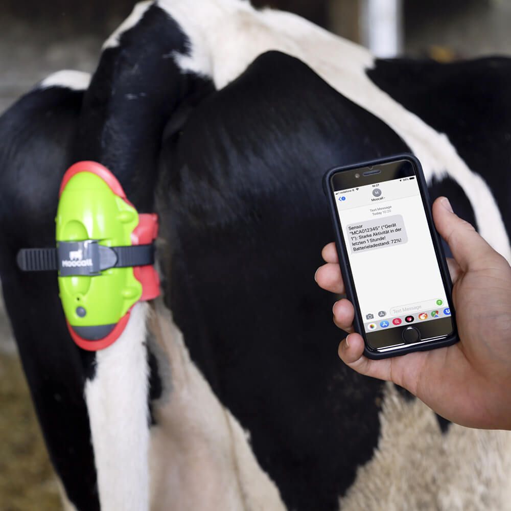 Moocall Calving Alarm | Chelford Farm Supplies