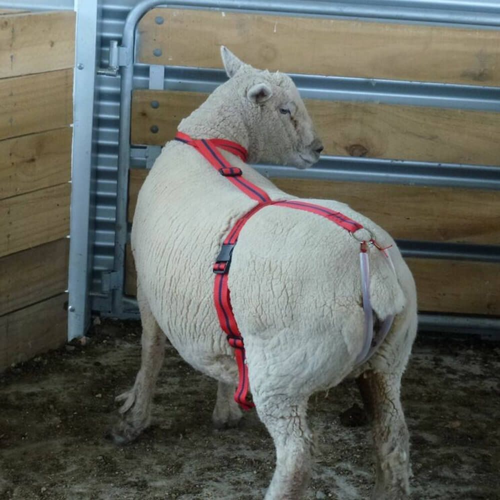 Bearin Prolapse Harness With Tube | Chelford Farm Supplies