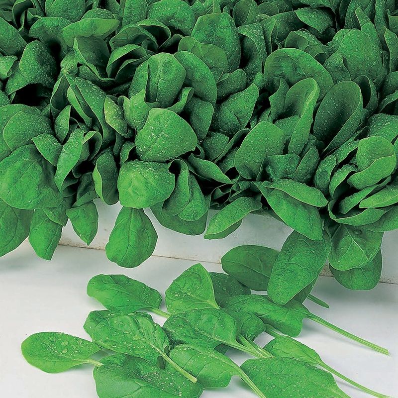 Mr Fothergill's Spinach Apollo F1 Vegetable Seeds