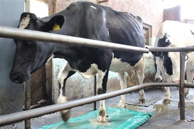 JFC Agri Footbath Foam for Cattle (FBF02)