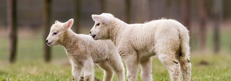 Common Lambing Problems and How to Manage Them