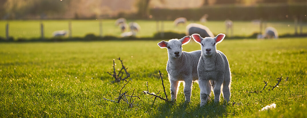 Blog - When Is Lambing Season In The UK - Chelford Farm Supplies