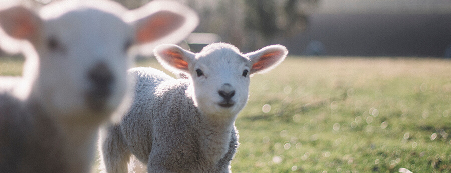 Blog | Vet's Guide To Lamb Losses| Chelford Farm Supplies