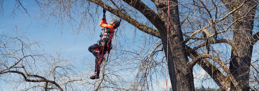 Essential Arborist Climbing Gear: Top Picks for Safety