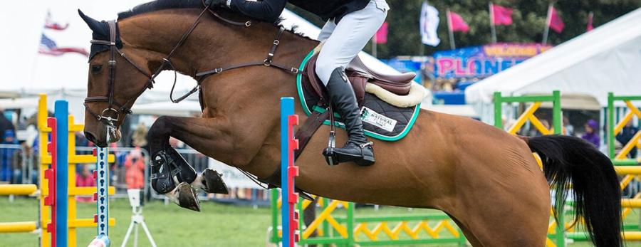 Blog - BSJA Rules Whips & Spurs - Chelford Farm Supplies
