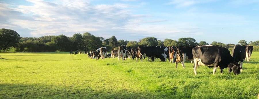 Preparing For The Big Spring Turnout | Chelford Farm Supplies