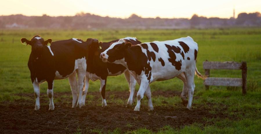 Magnesium Deficiency in Cattle: Symptoms, Risks, & Supplements