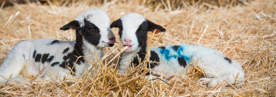 Practical Lamb Care Tips for the First 24-48 Hours