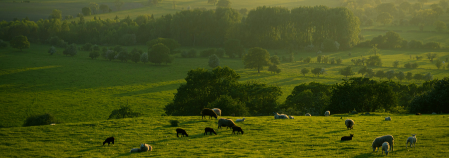 Late Summer Weed Control: Tips to Prepare for Autumn