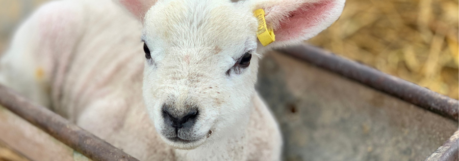 Sheep Handling Essentials for Tupping & Lambing Prep
