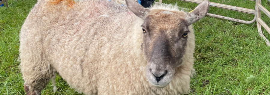Top Tips for Reducing Sheep Stress During Shearing