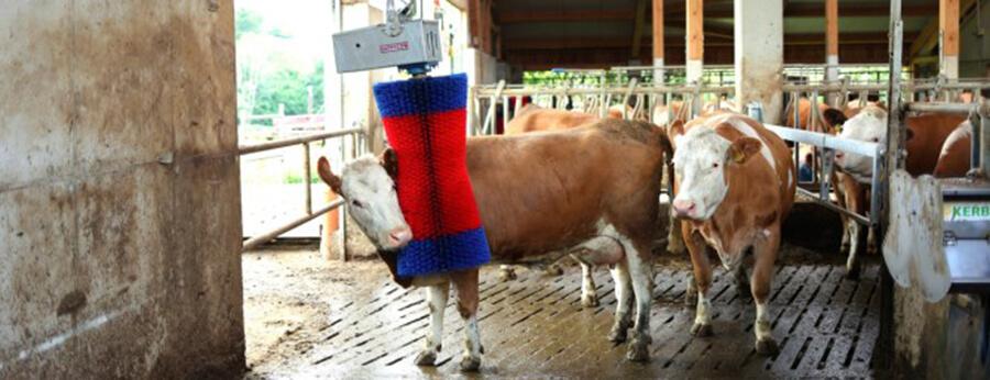 What Are The Benefits Of A Cow Brush | Chelford Farm Supplies