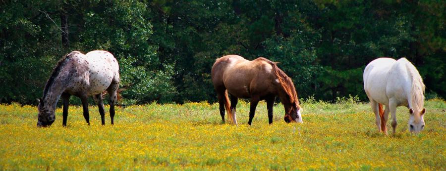 Plan Your Horse's Worming Programme | Chelford Farm Supplies
