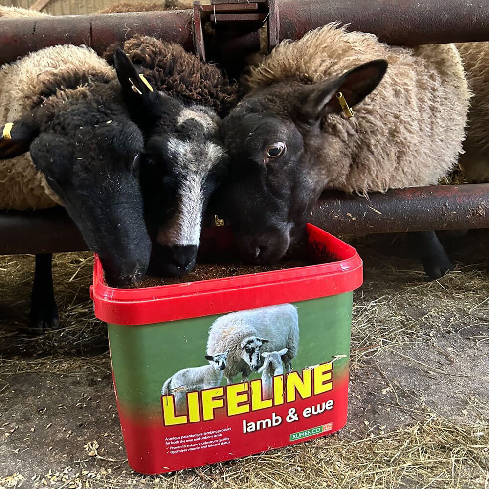 Blog | Which Months Are Lambs Born | Chelford Farm Supplies