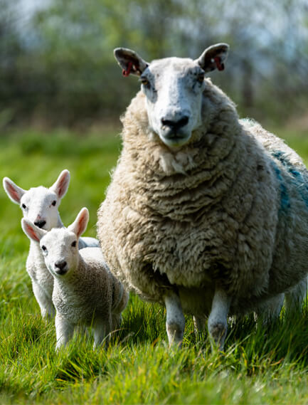 Equestrian, Farming & Country Store | Chelford Farm Supplies