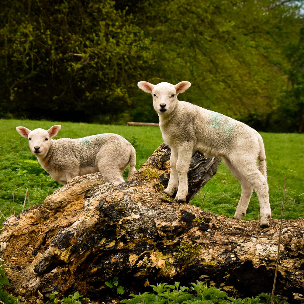 Blog | Which Months Are Lambs Born | Chelford Farm Supplies