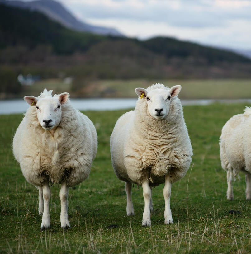 Blog - When Is Lambing Season In The UK - Chelford Farm Supplies