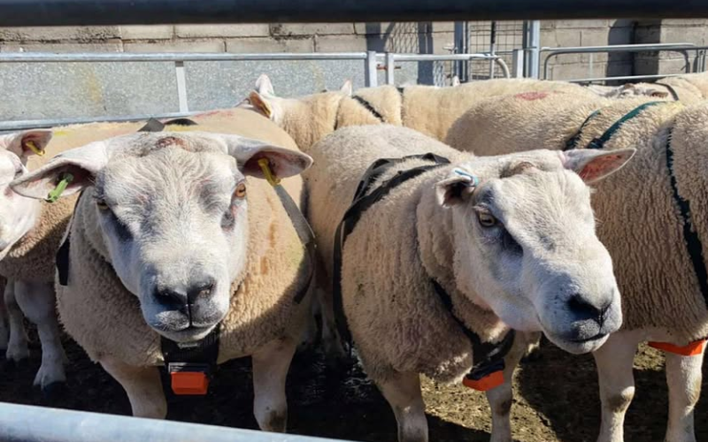 How to Prepare Ewes and Rams for Tupping Season Success