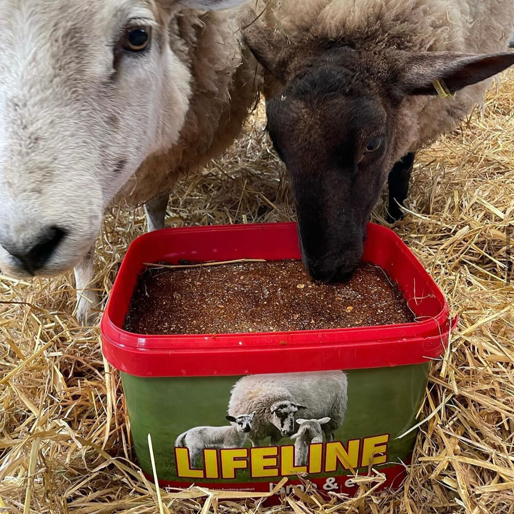 Blog | Sheep Medicines and Animal Health | Chelford Farm Supplies