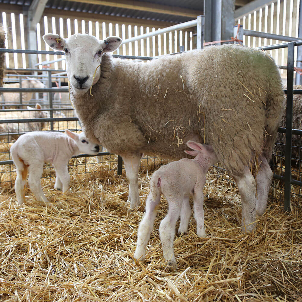 Blog | Vet's Guide To Lamb Losses| Chelford Farm Supplies