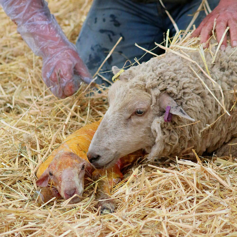 Blog | Vet's Guide To Lamb Losses| Chelford Farm Supplies